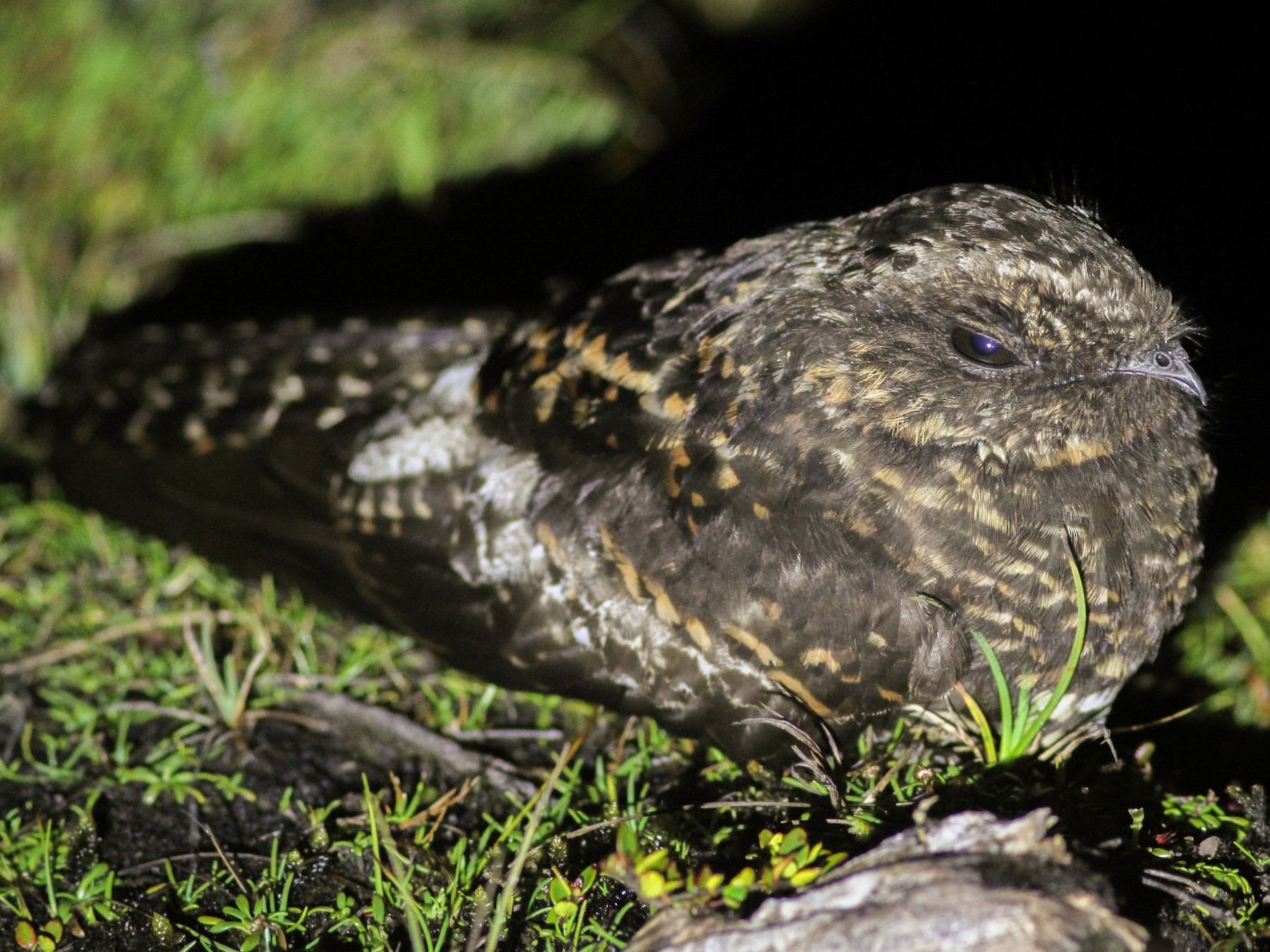 Archbold's Nightjar - eBird