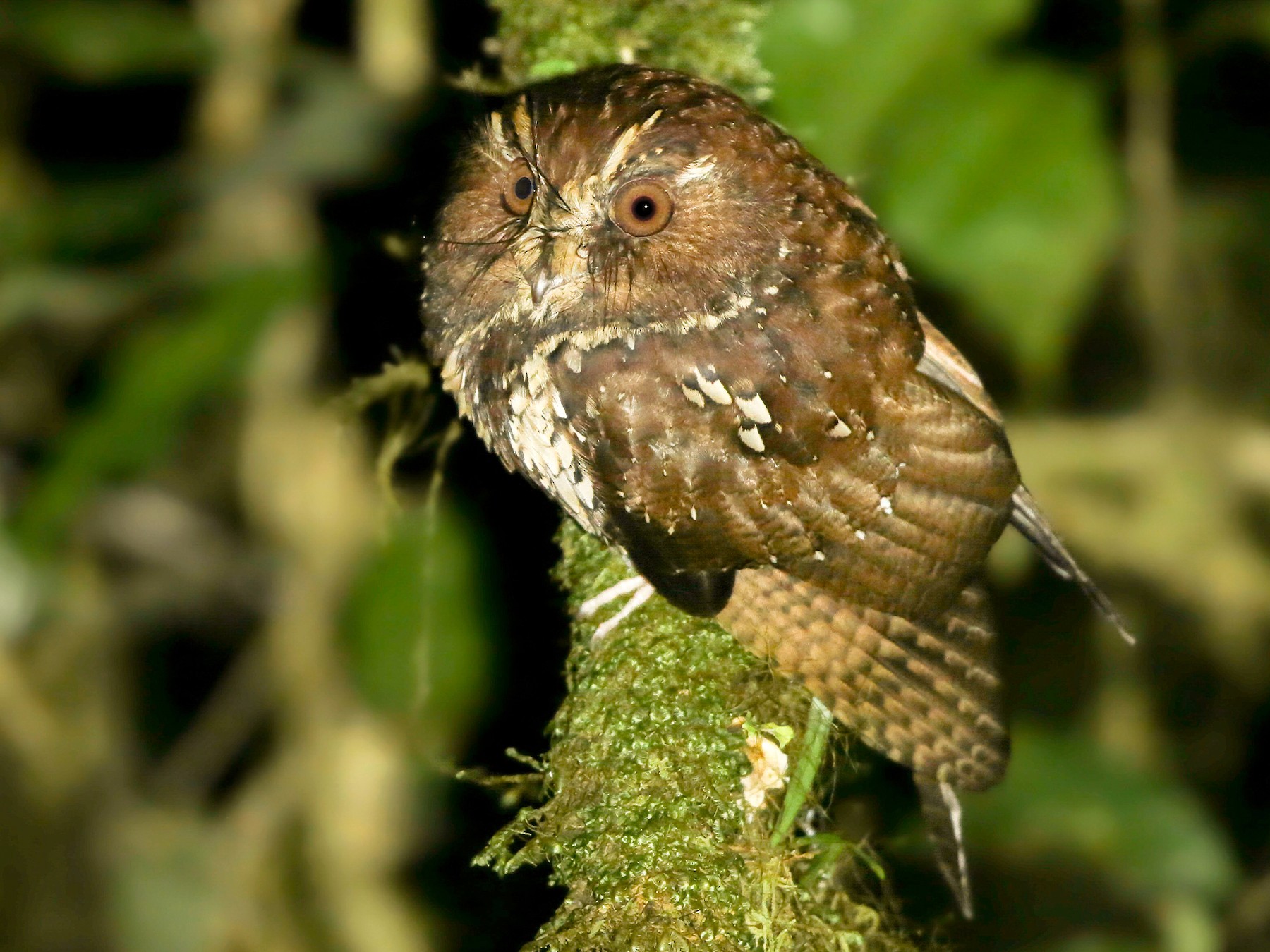 Feline Owlet-nightjar - eBird