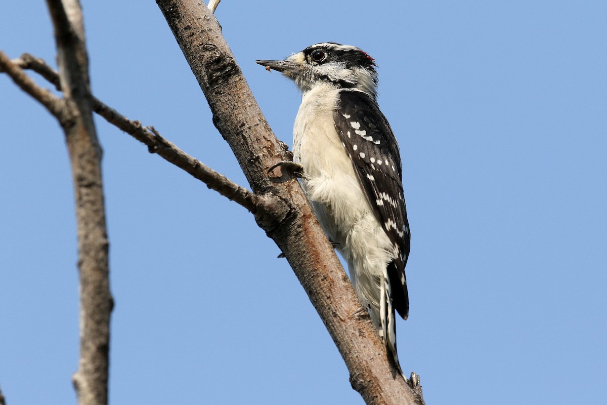 eBird Checklist - 5 Sep 2020 - Fort Bidwell - 72 species (+3 other taxa)
