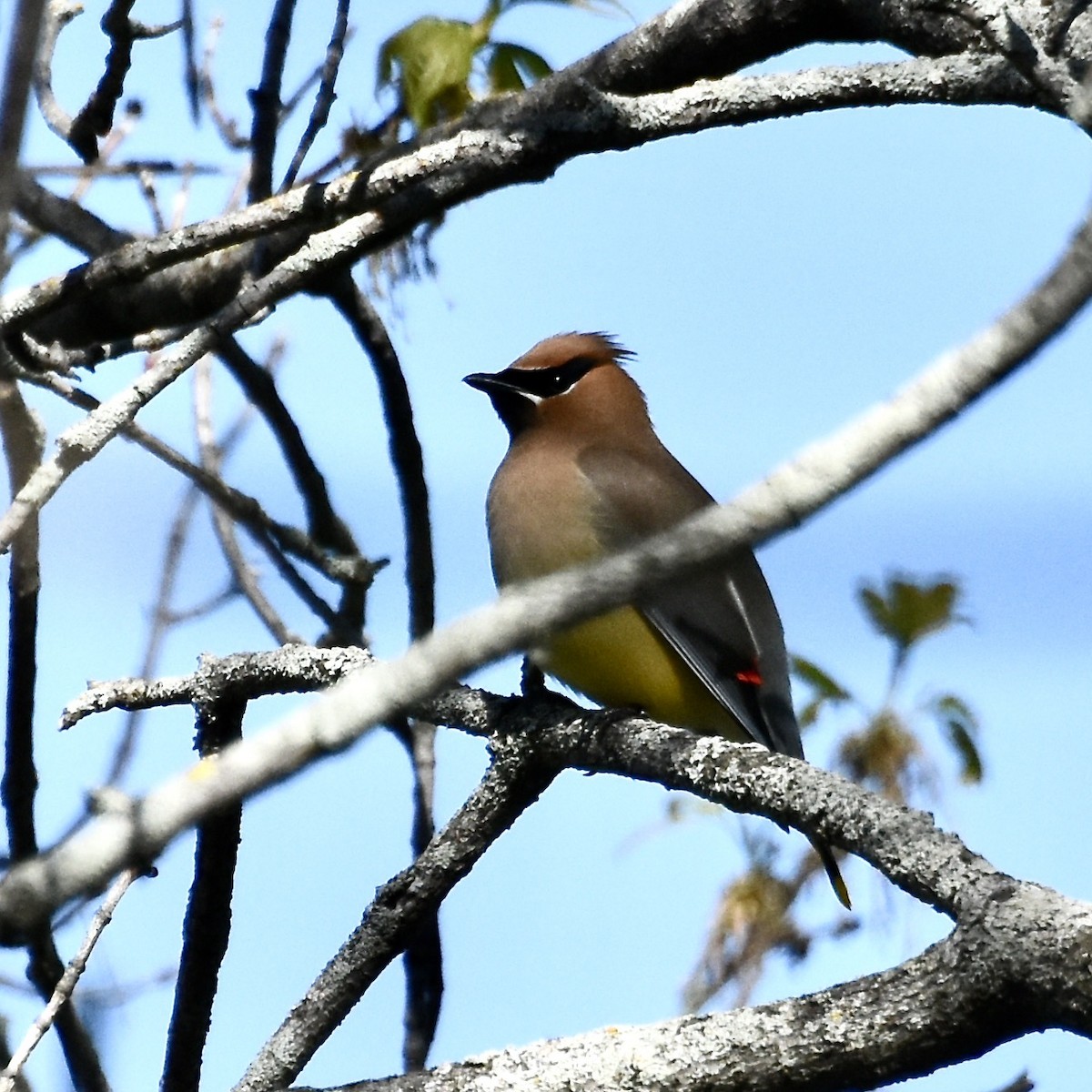 eBird Checklist - 27 May 2019 - Caribou Dam - 8 species