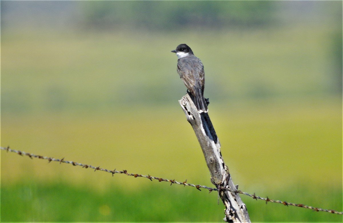 eBird Checklist - 12 Sep 2020 - Elda's - 6 species