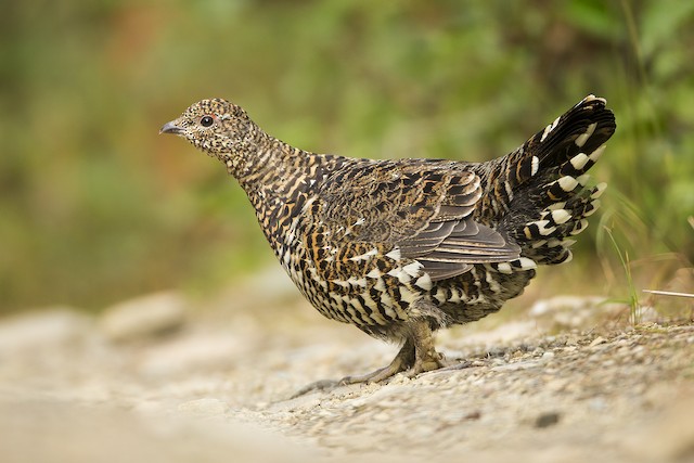 eBird - Discover a new world of birding...