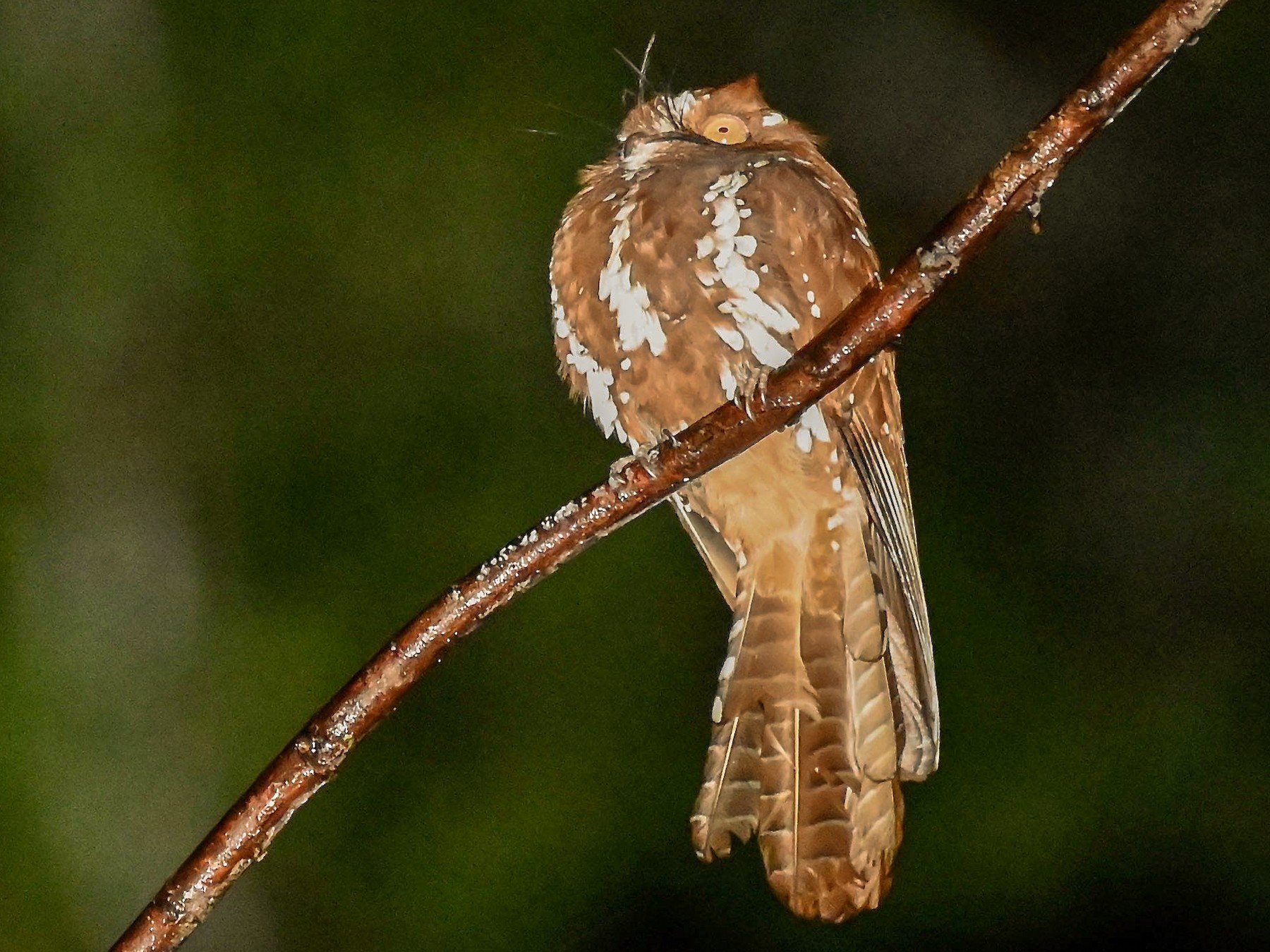 Starry Owlet-nightjar - eBird