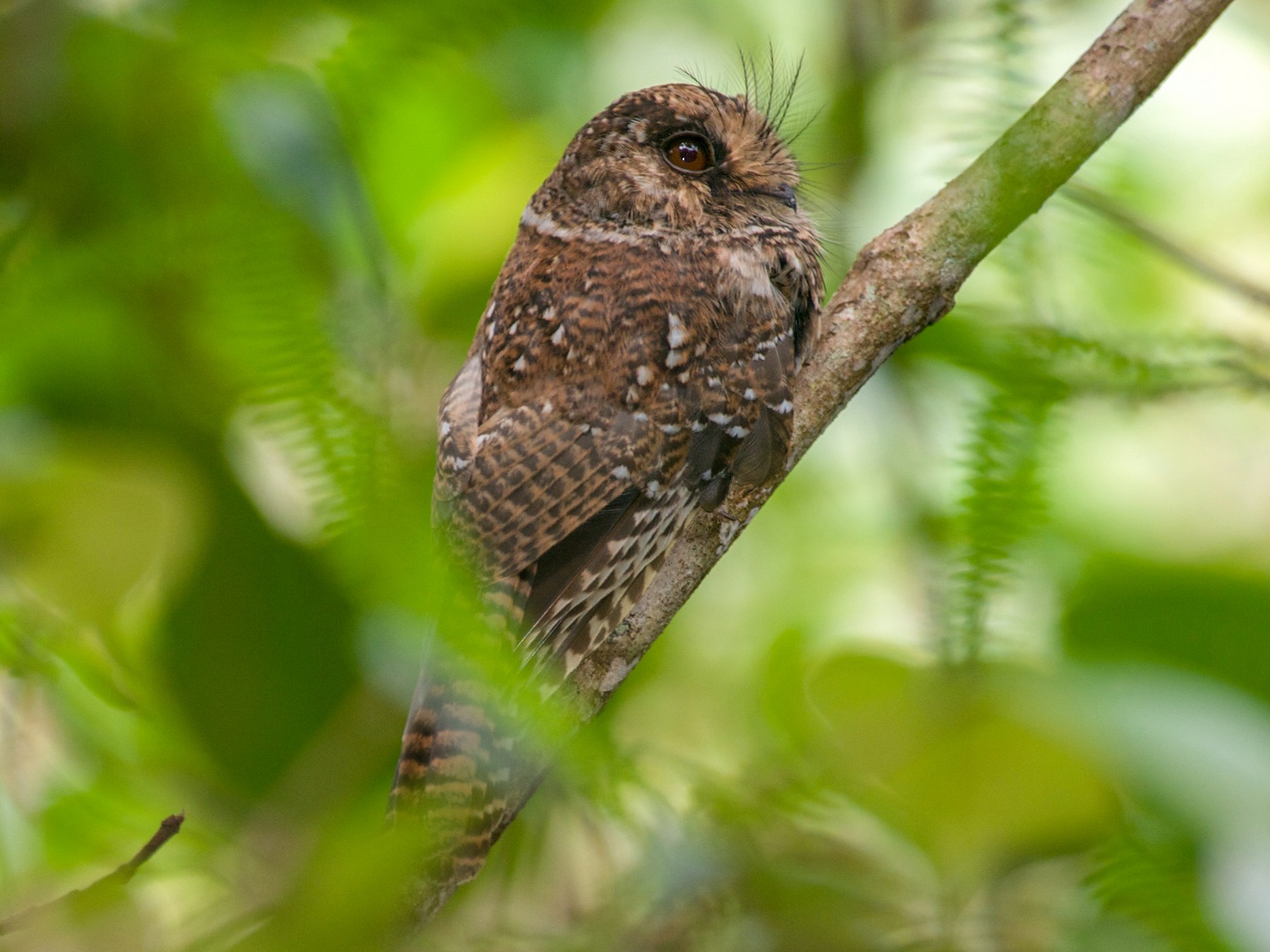Mountain Owlet-nightjar - eBird