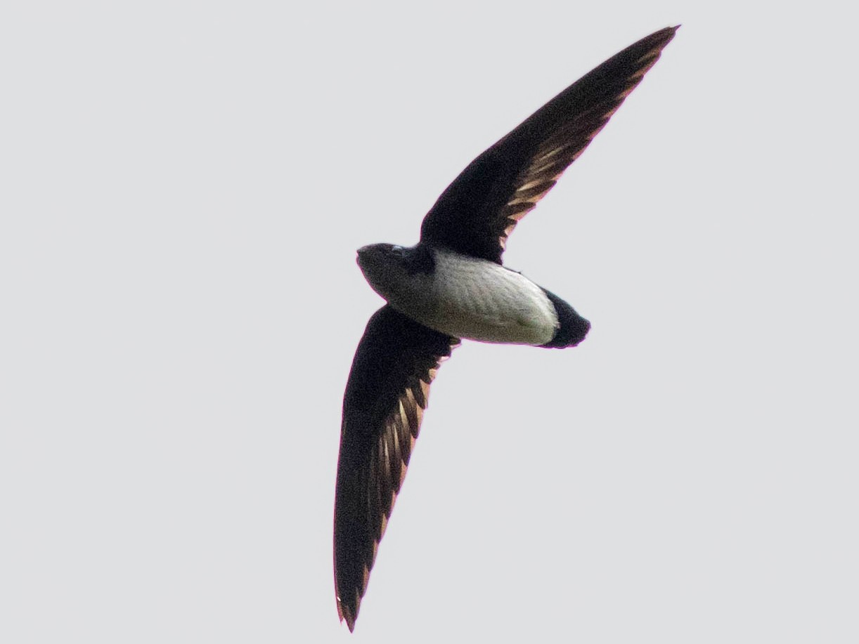 Papuan Spinetail - eBird