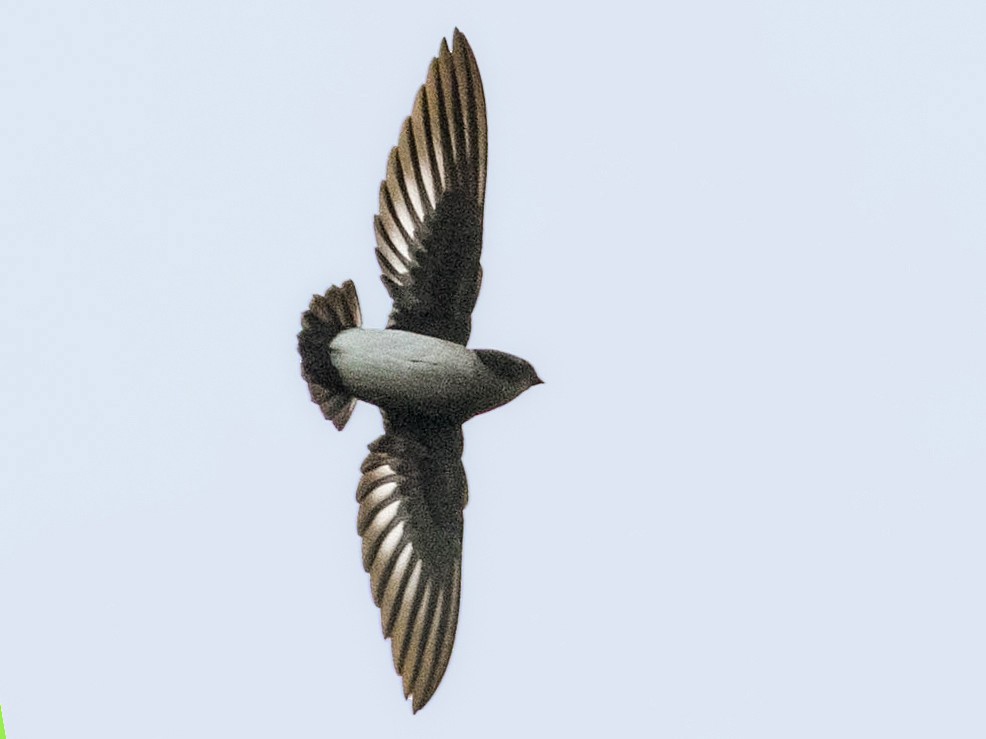 Papuan Spine-tailed Swift - eBird