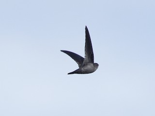 Mountain Swiftlet - eBird