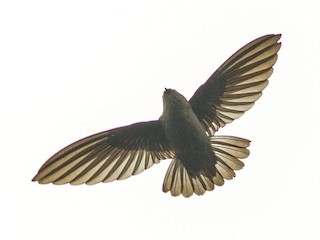 Mountain Swiftlet - eBird
