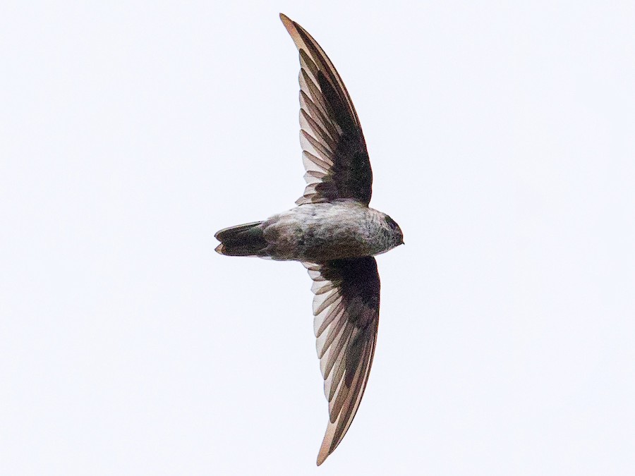 Mountain Swiftlet - eBird