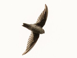Mountain Swiftlet - eBird