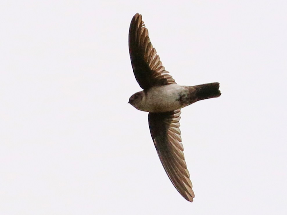 White-rumped Swiftlet - eBird