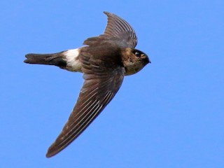 White-rumped Swiftlet - eBird