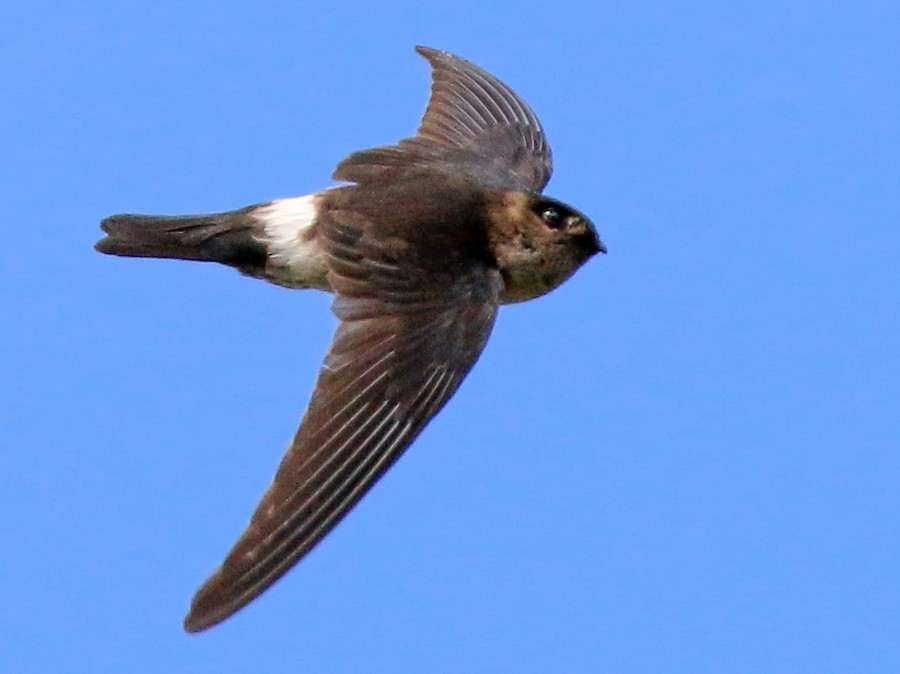 White-rumped Swiftlet - eBird