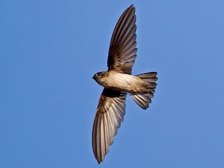 White-rumped Swiftlet - eBird