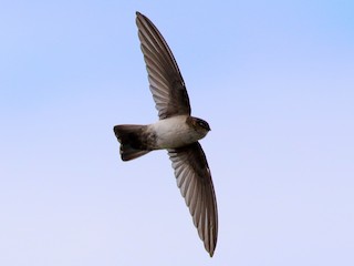 White-rumped Swiftlet - eBird
