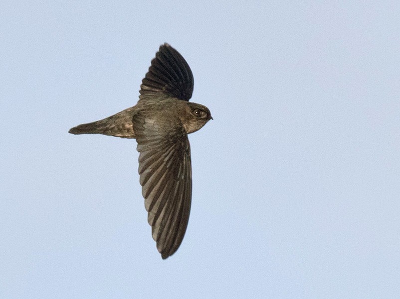 Uniform Swiftlet - eBird