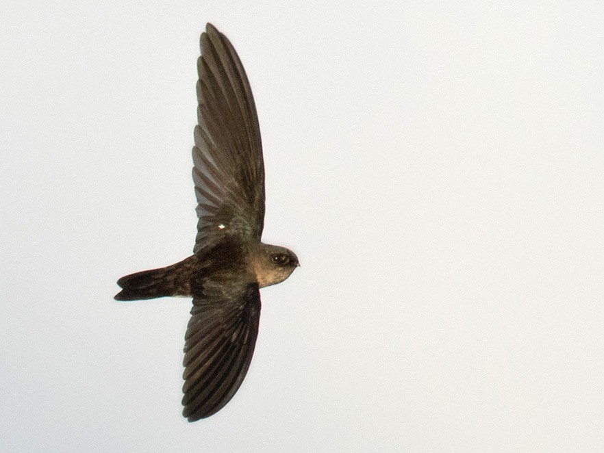 Uniform Swiftlet - eBird