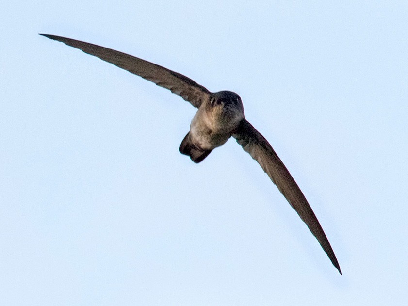 Uniform Swiftlet - eBird