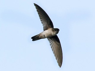 Uniform Swiftlet - eBird