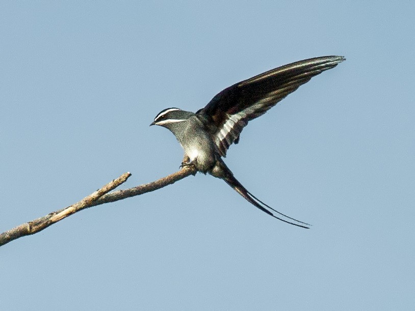 Moustached Treeswift - eBird