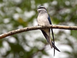 Moustached Treeswift - eBird