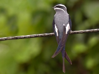 Moustached Treeswift - eBird