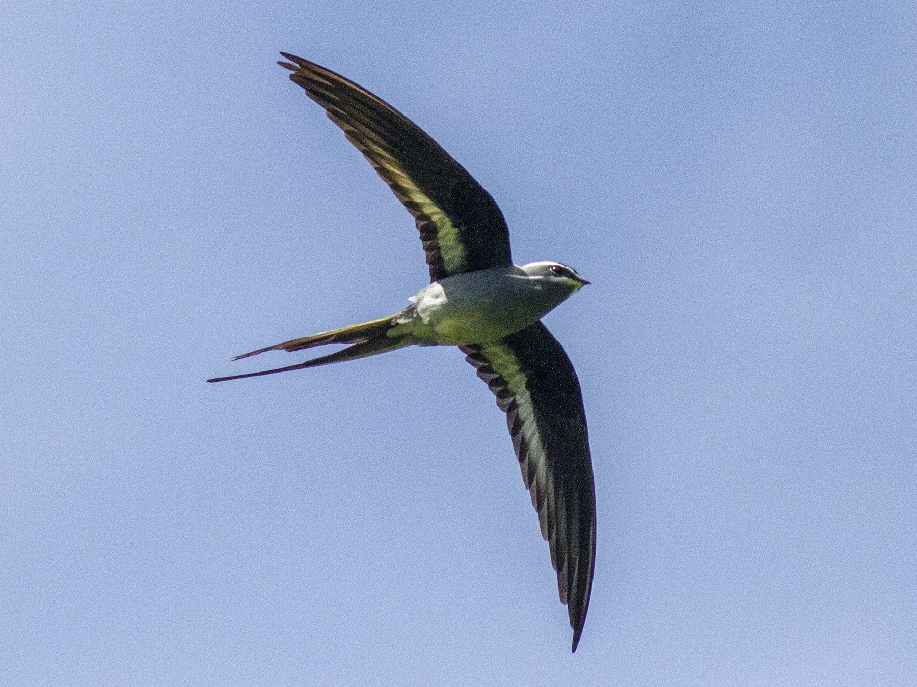 Moustached Treeswift - eBird