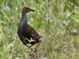 Woodford's Rail - eBird