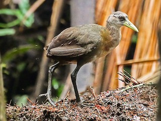 New Guinea Flightless Rail - eBird