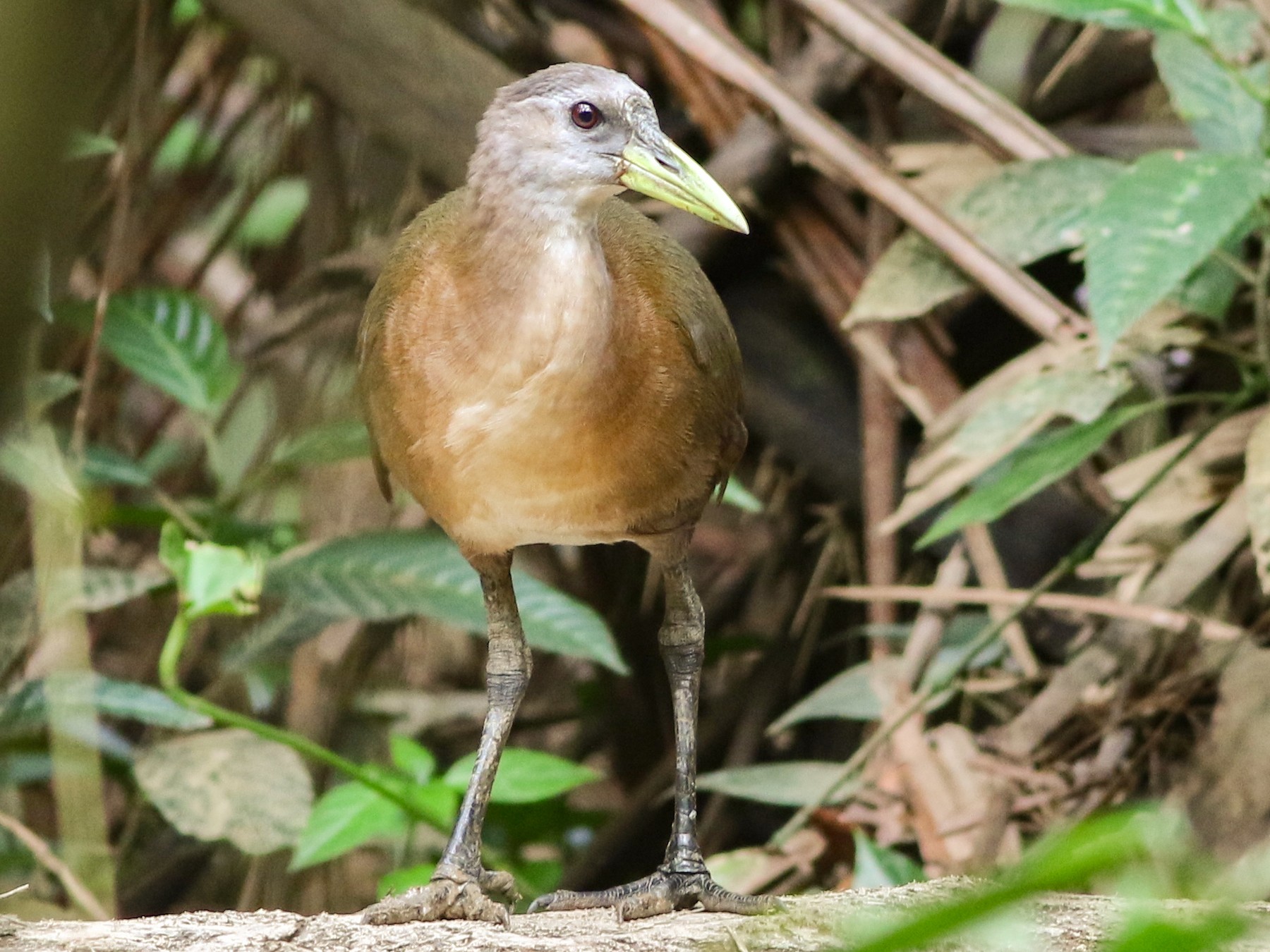New Guinea Flightless Rail - eBird