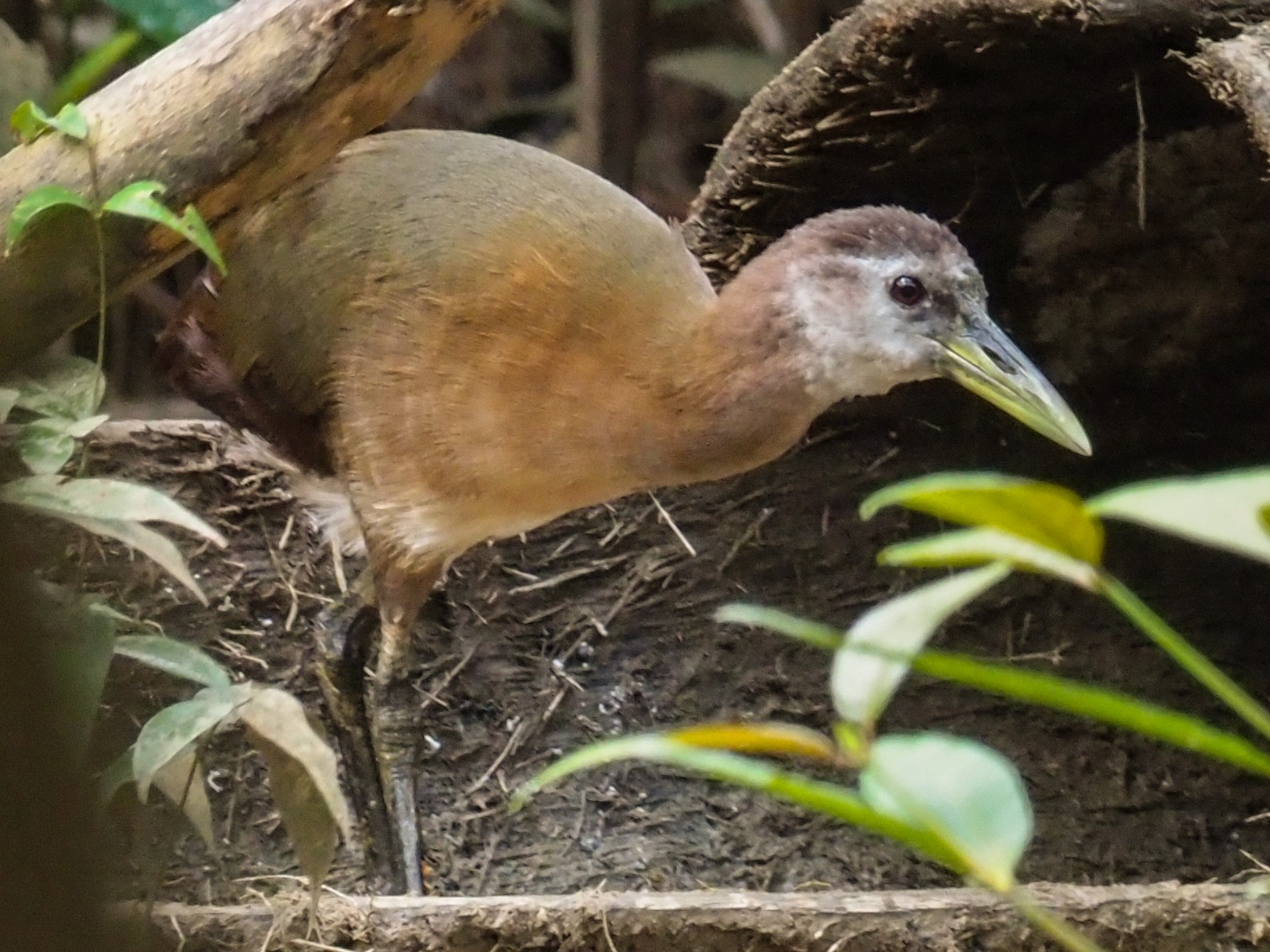 New Guinea Flightless Rail - eBird