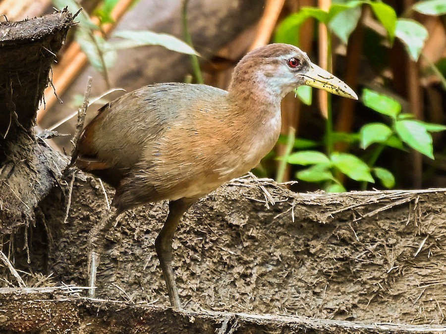 New Guinea Flightless Rail - eBird