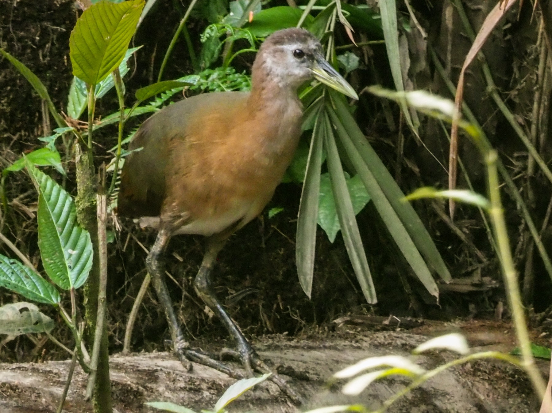 New Guinea Flightless Rail - eBird