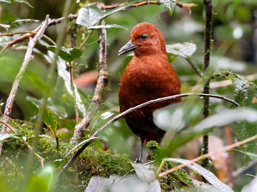 Chestnut Forest Rail - eBird