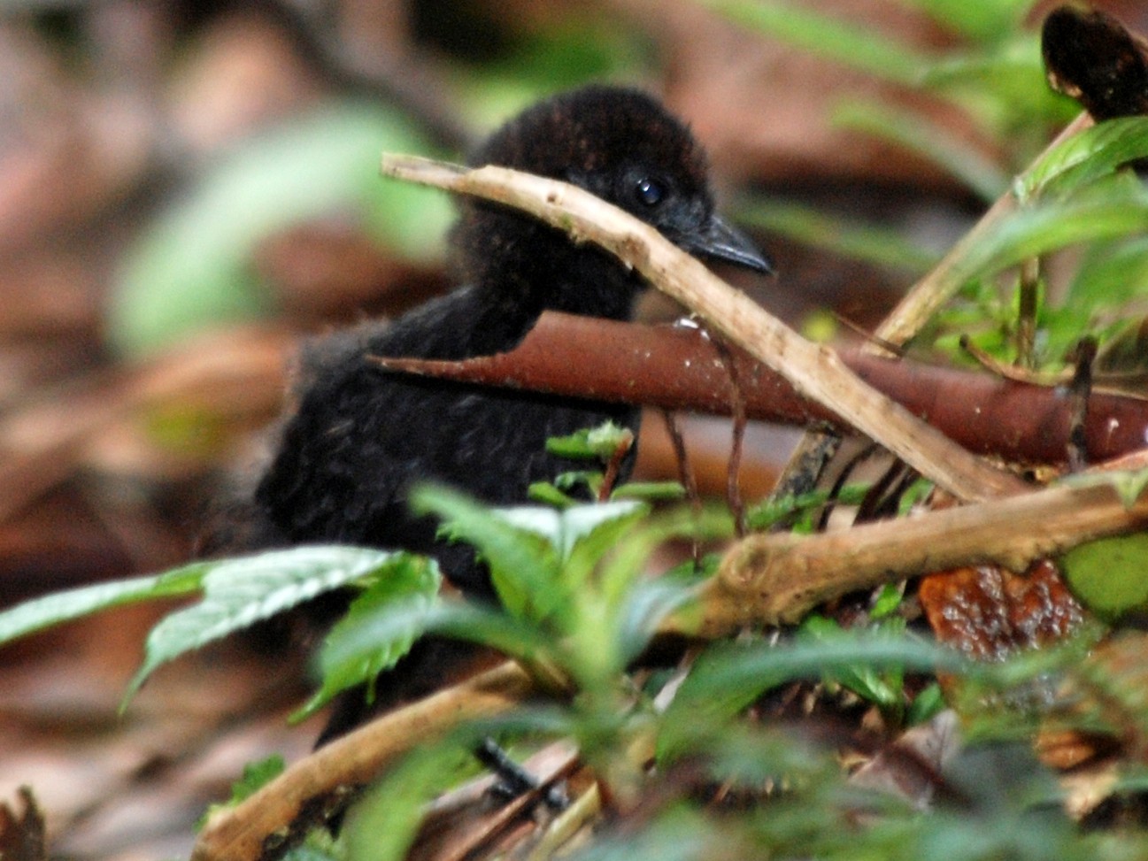 Chestnut Forest-Rail - eBird