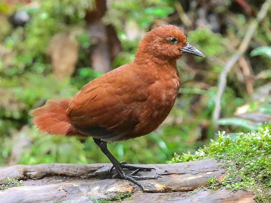 Chestnut Forest Rail - eBird