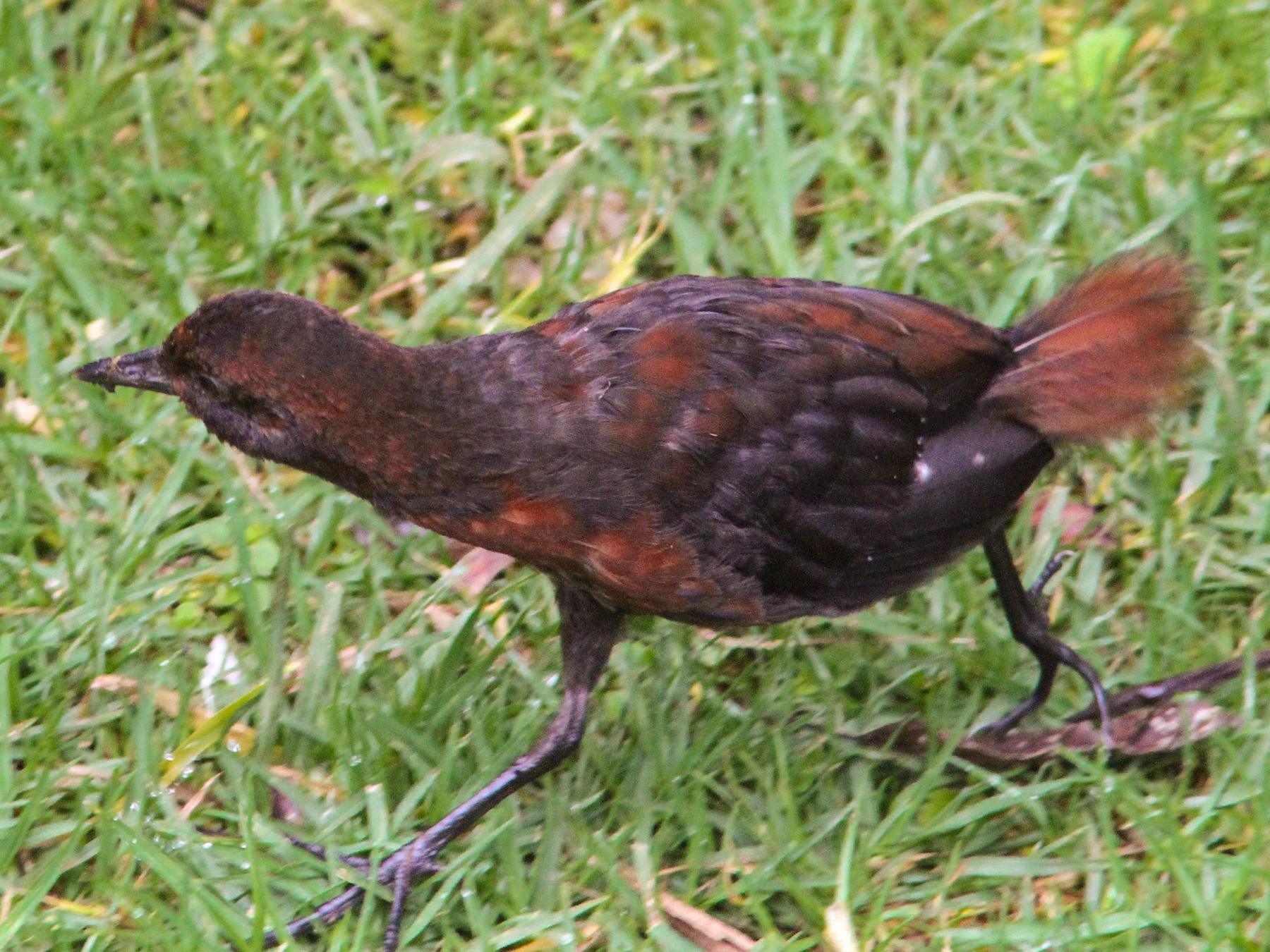 Chestnut Forest-Rail - eBird