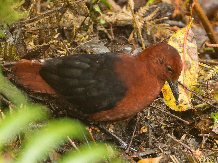 Forbes's Rail - eBird