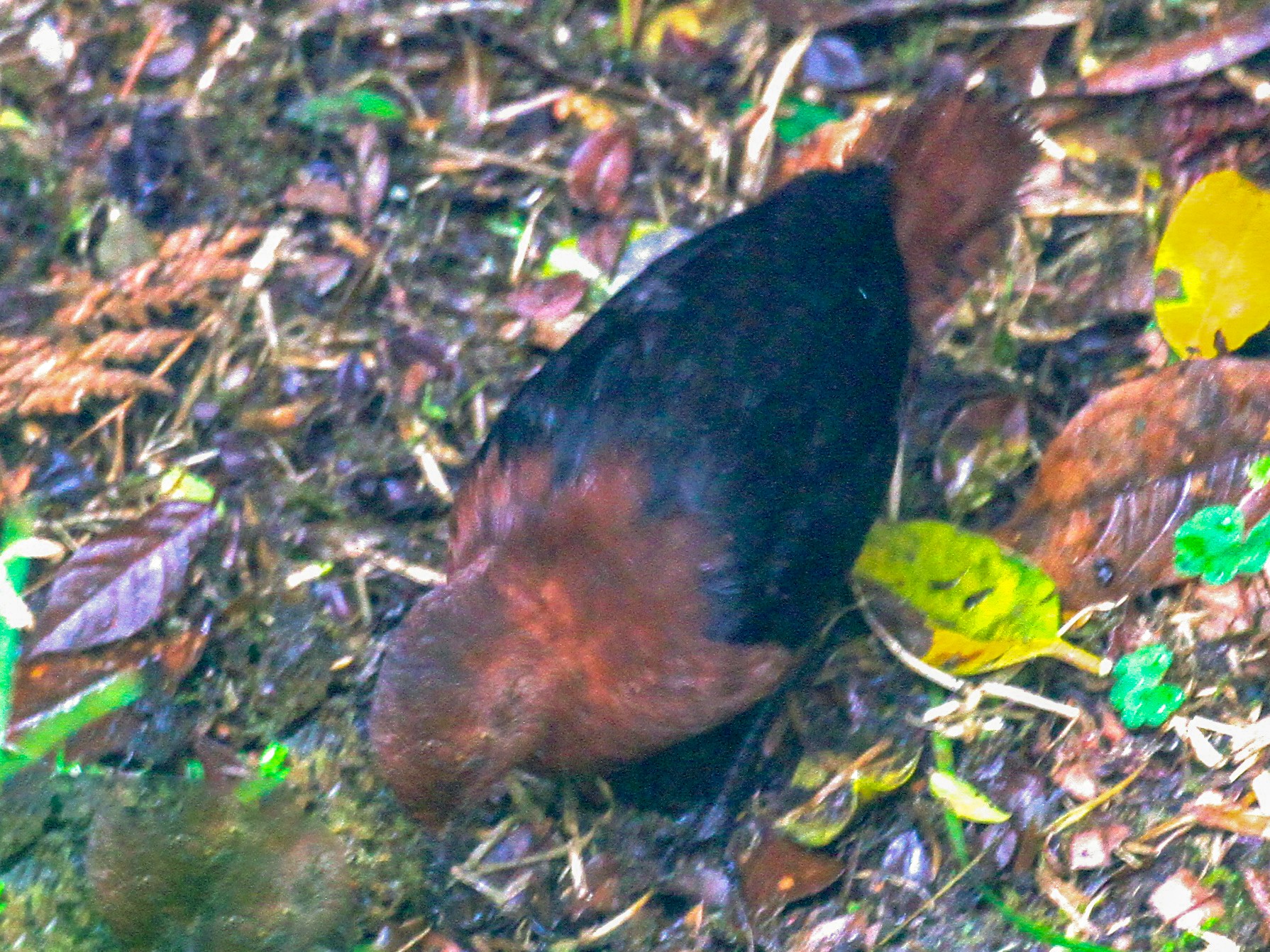 Forbes's Forest Rail - eBird