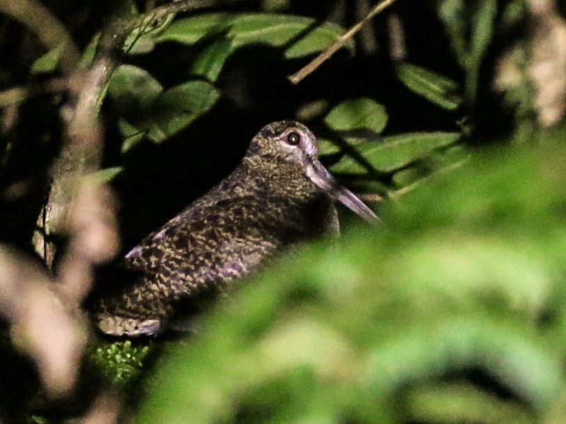 New Guinea Woodcock - eBird