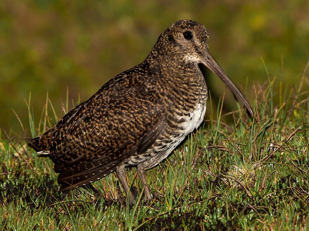 New Guinea Woodcock - Scolopax rosenbergii - Birds of the World