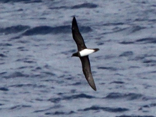 Beck's Petrel - eBird