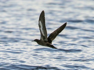 Heinroth's Shearwater - eBird