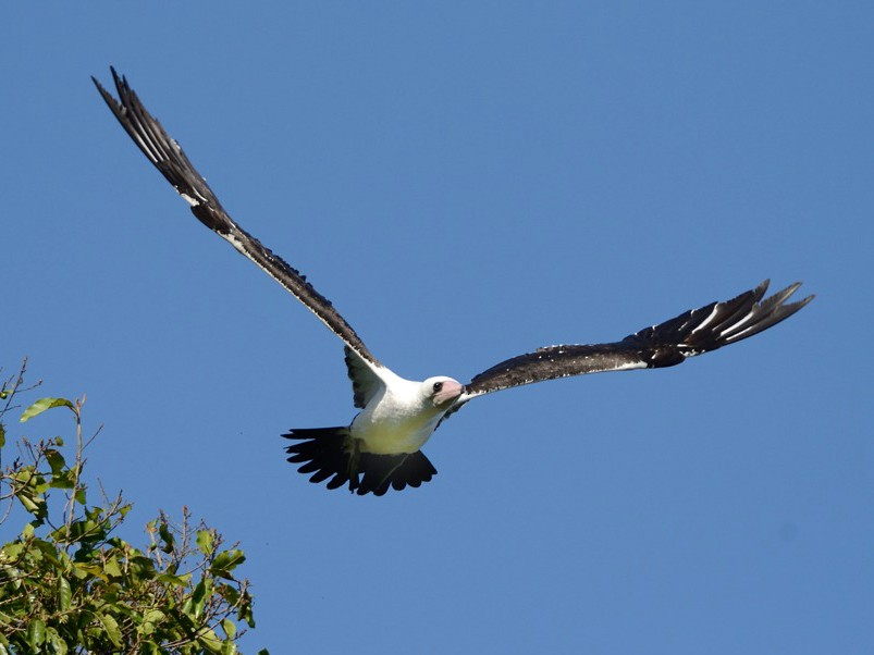 Abbott's Booby - eBird