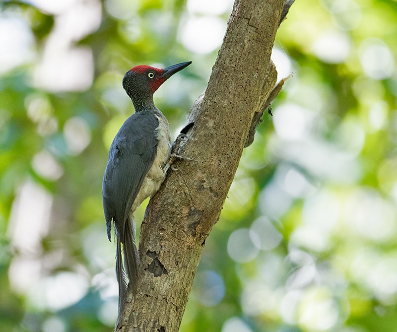 Ashy Woodpecker - Mulleripicus fulvus - Birds of the World