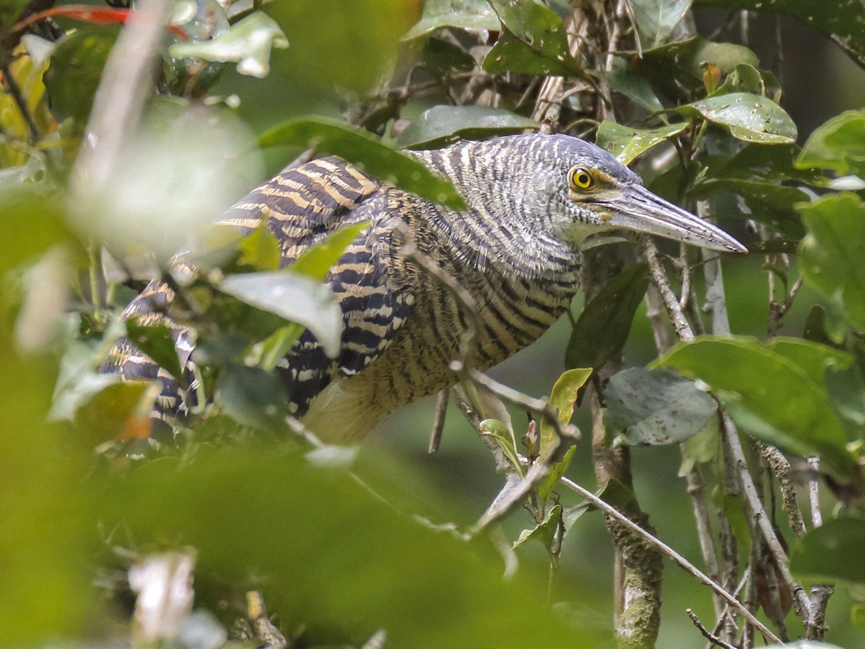 Forest Bittern - eBird