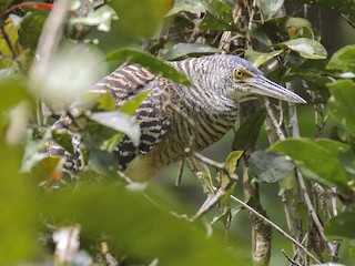 Forest Bittern - eBird