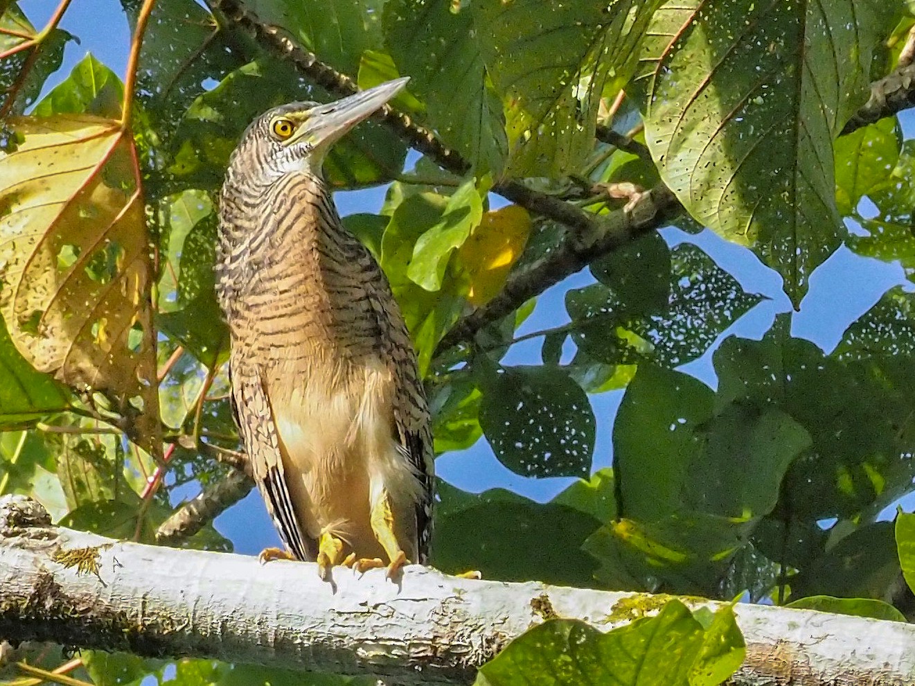 Forest Bittern - eBird