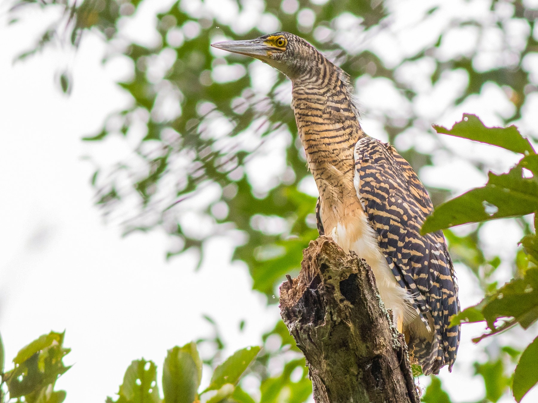 Forest Bittern - eBird