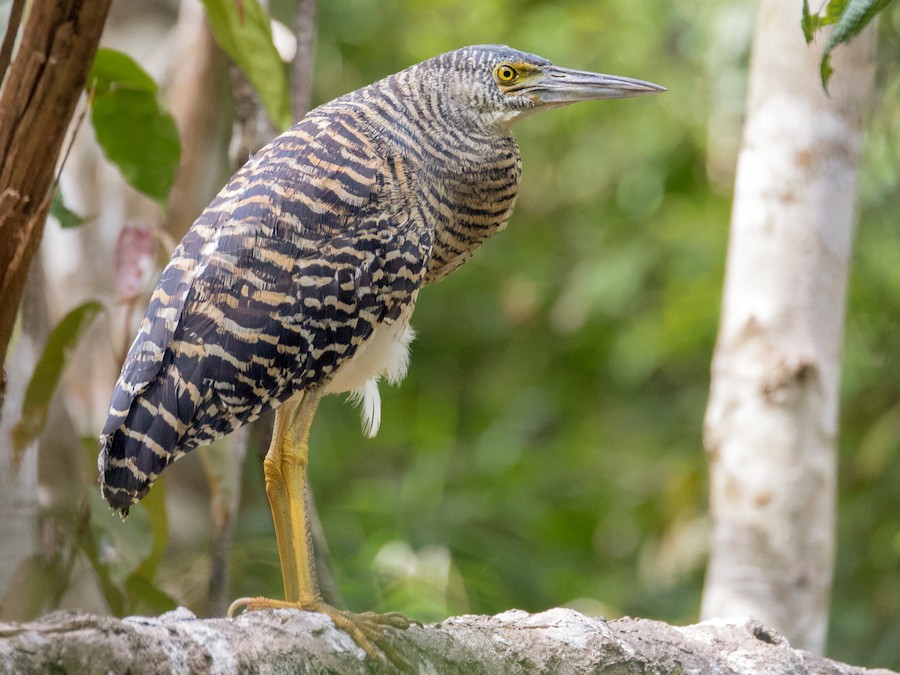 Forest Bittern - eBird